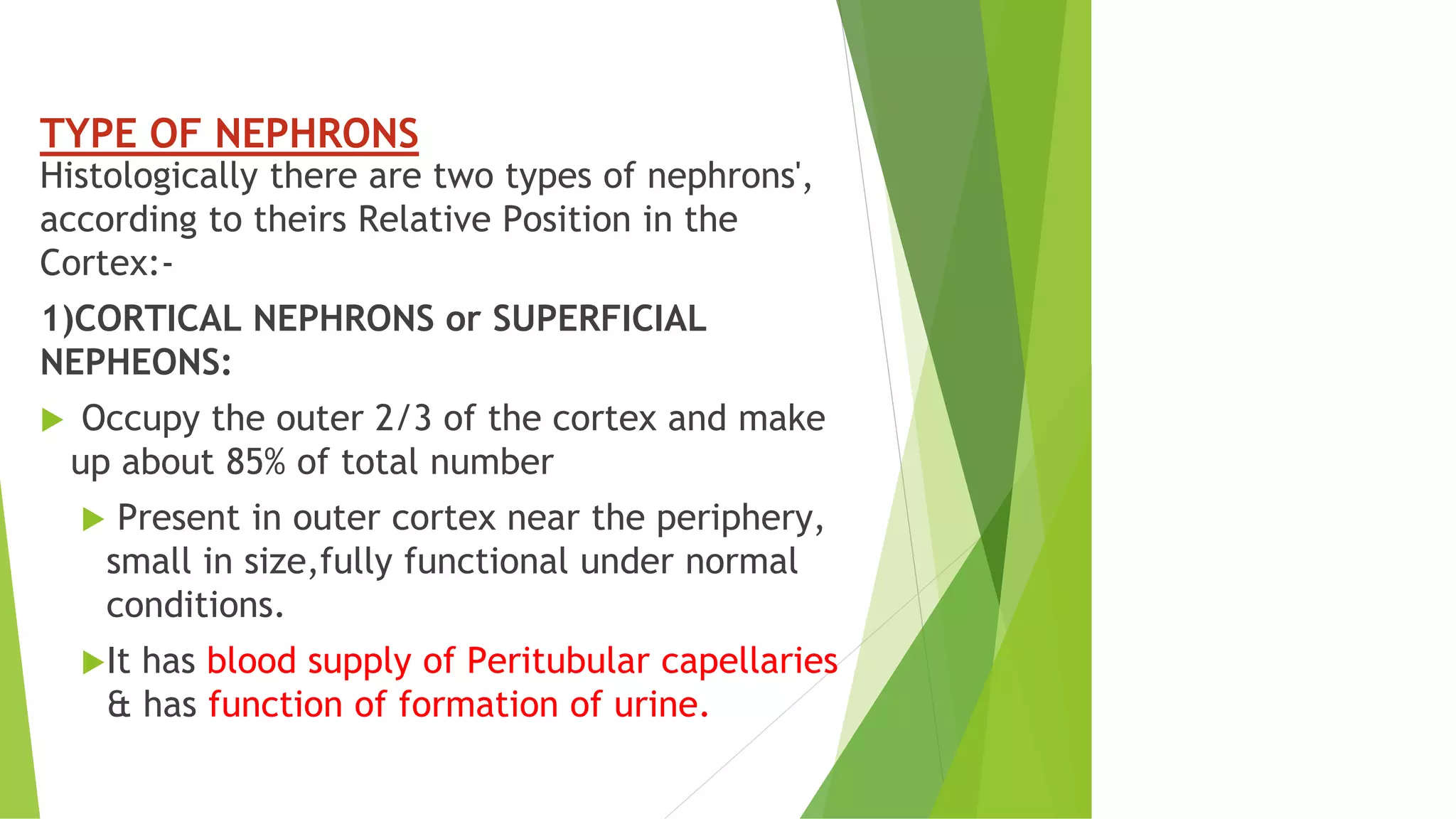 EXCRETORY SYSTEM NEPHRONS.. DR.NITIN KHARSADE | PPTX
