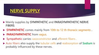 EXCRETORY SYSTEM NEPHRONS.. DR.NITIN KHARSADE | PPTX