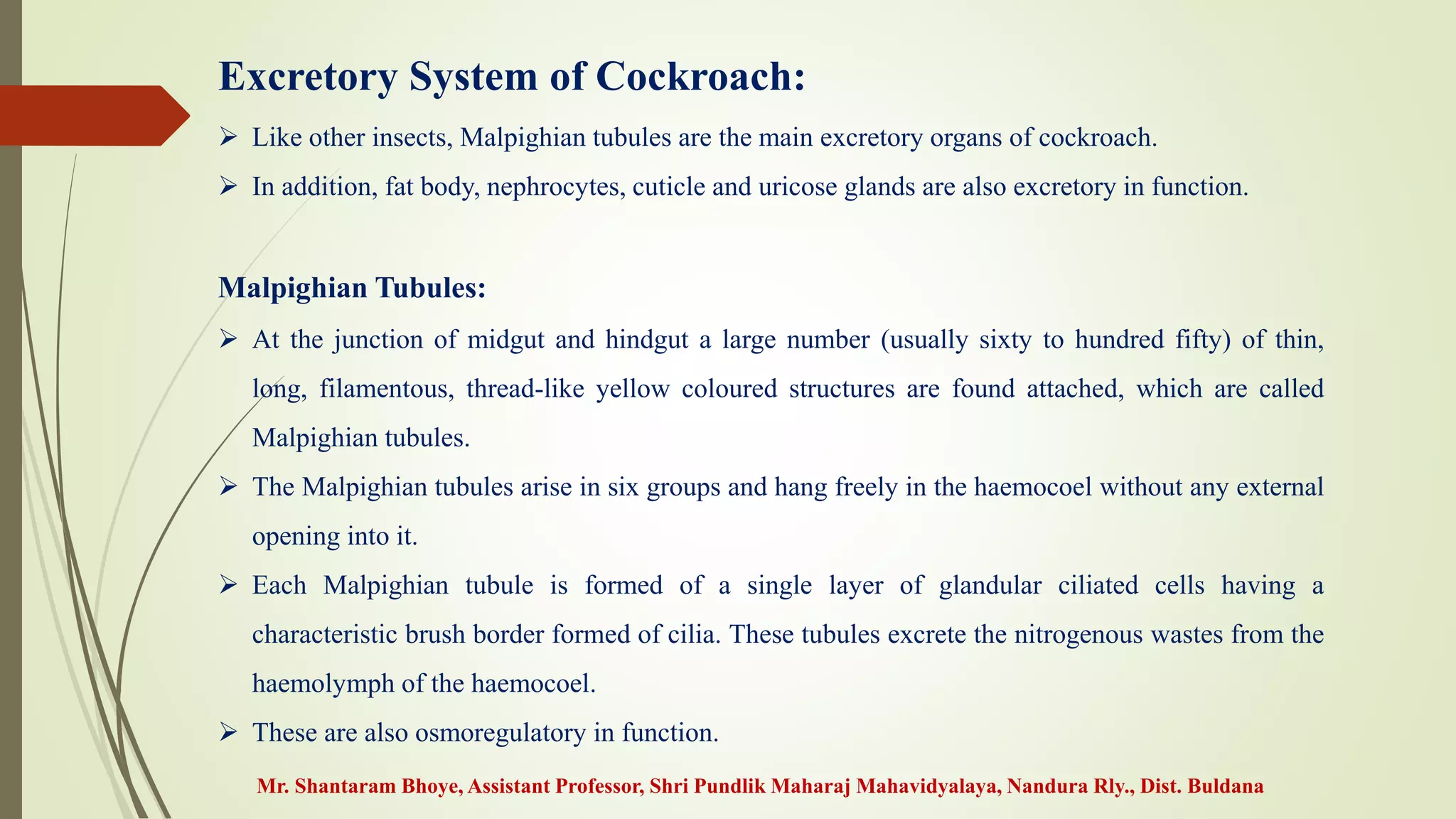 Excretory system of Cockroach.pptx