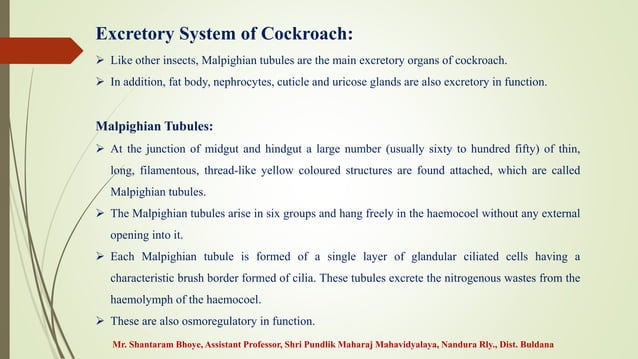 Excretory system of Cockroach.pptx | Chemistry | Science