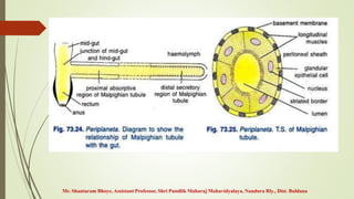Excretory system of Cockroach.pptx
