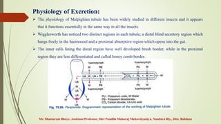 Excretory system of Cockroach.pptx