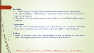 Excretory system of Cockroach.pptx