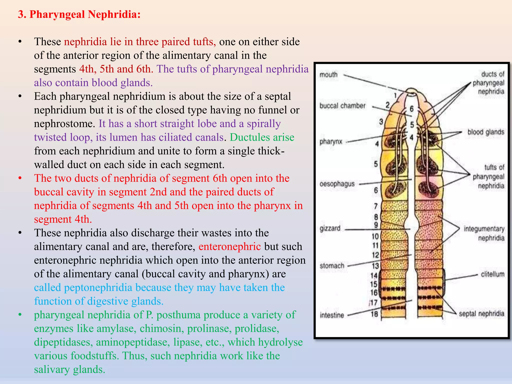 Excretory system of earthworm , Three types of nephridia, structure of ...