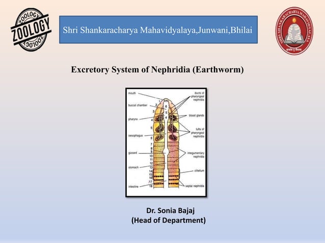 Excretory system of earthworm , Three types of nephridia, structure of ...