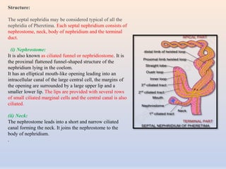 Excretory system of earthworm , Three types of nephridia, structure of ...