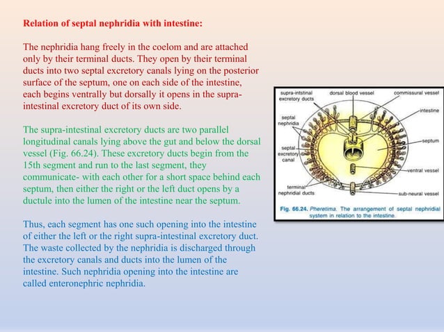 Excretory system of earthworm , Three types of nephridia, structure of ...