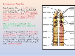 Excretory system of earthworm , Three types of nephridia, structure of ...