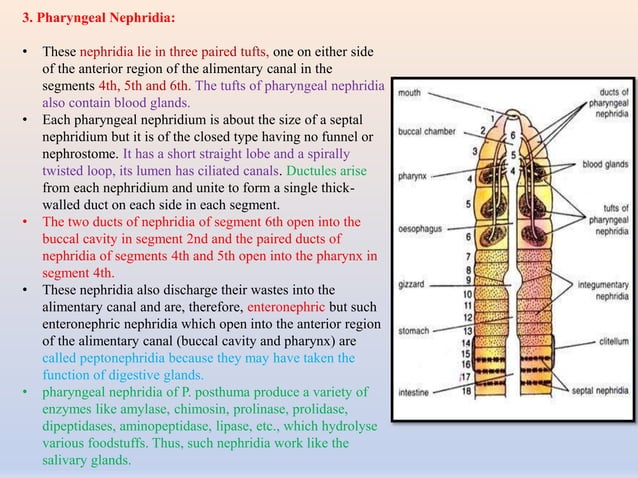 Excretory system of earthworm , Three types of nephridia, structure of ...