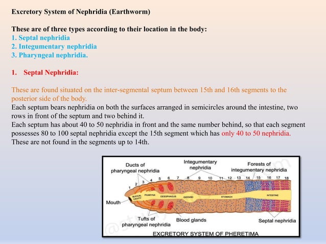 Excretory system of earthworm , Three types of nephridia, structure of ...