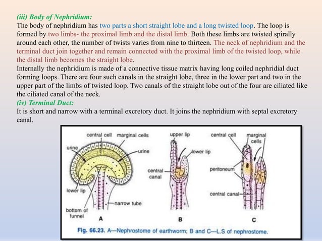 Excretory system of earthworm , Three types of nephridia, structure of ...