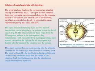 Excretory system of earthworm , Three types of nephridia, structure of ...