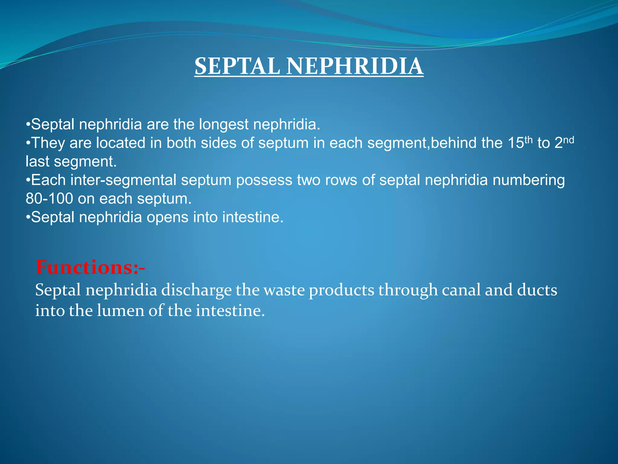 EXCRETORY SYSTEM OF EARTWORM PPT.pptx