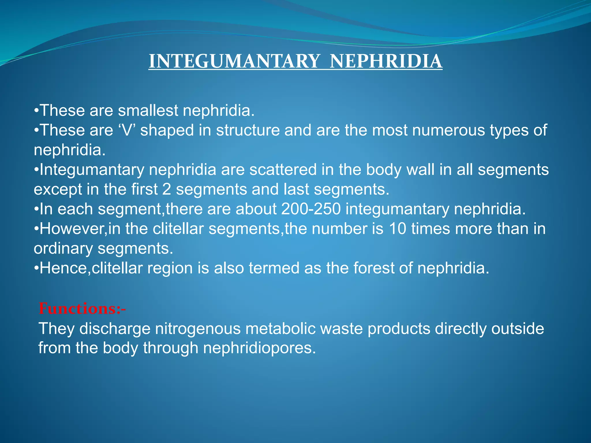 EXCRETORY SYSTEM OF EARTWORM PPT.pptx