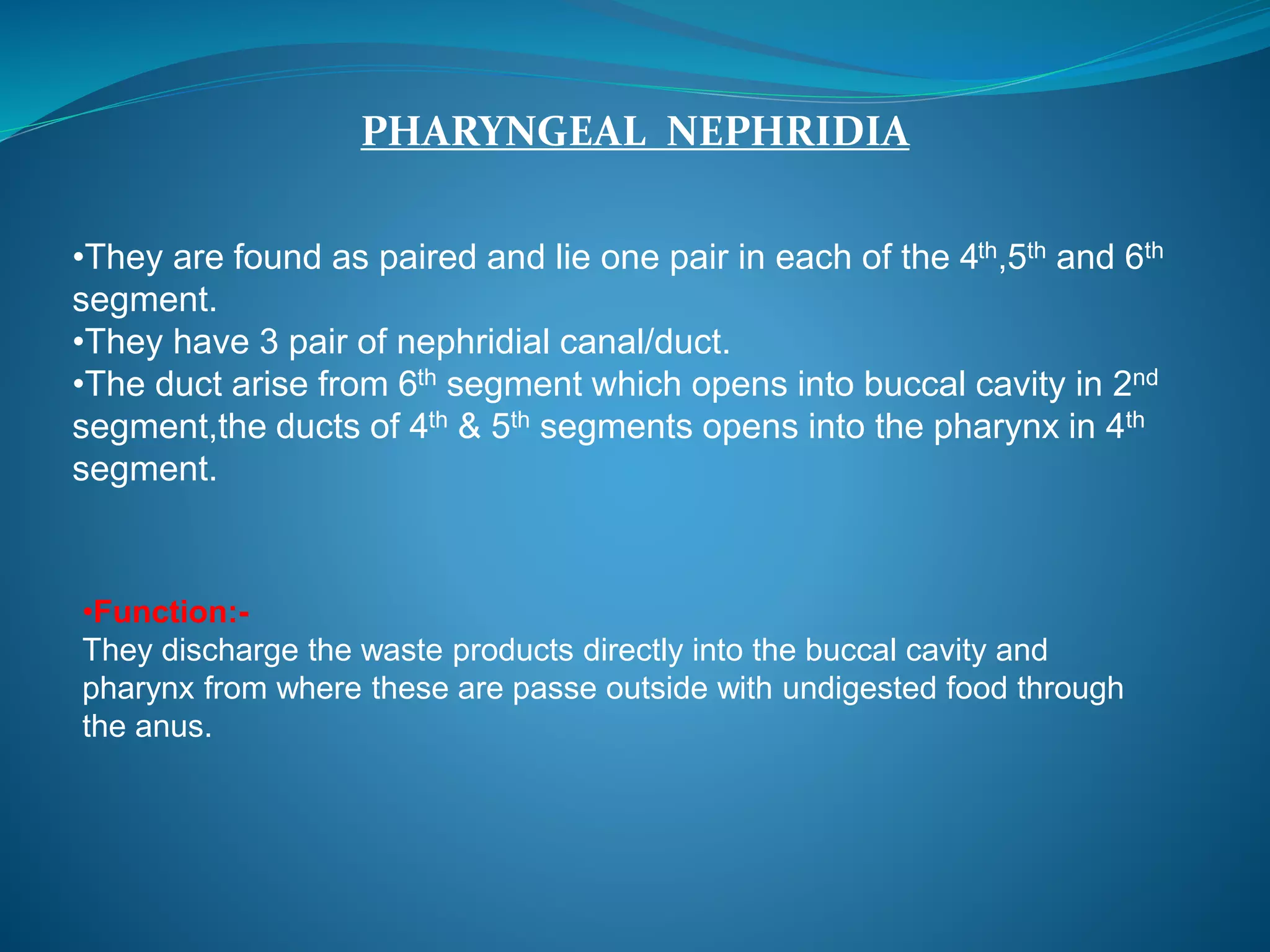 EXCRETORY SYSTEM OF EARTWORM PPT.pptx