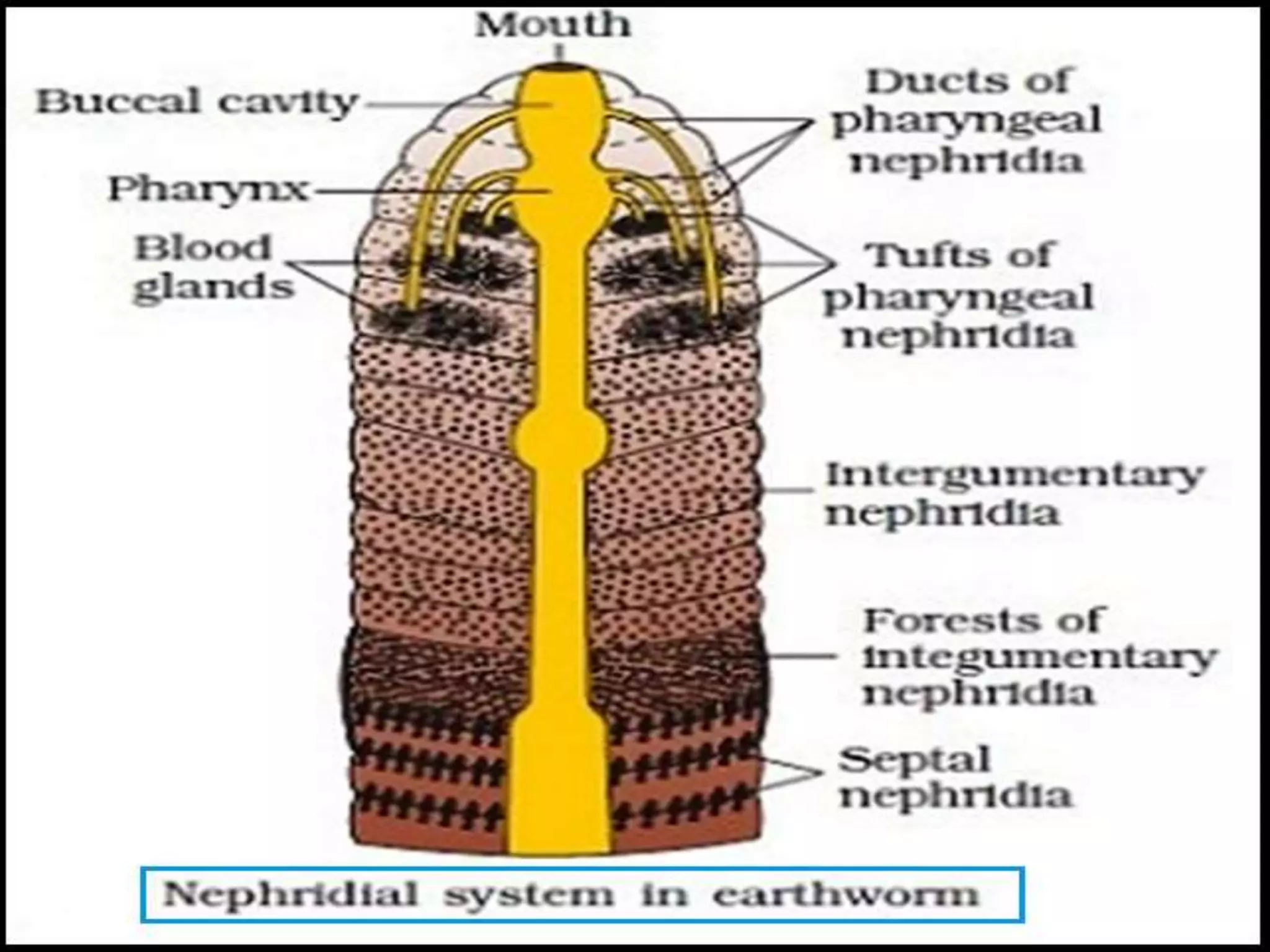 EXCRETORY SYSTEM OF EARTWORM PPT.pptx