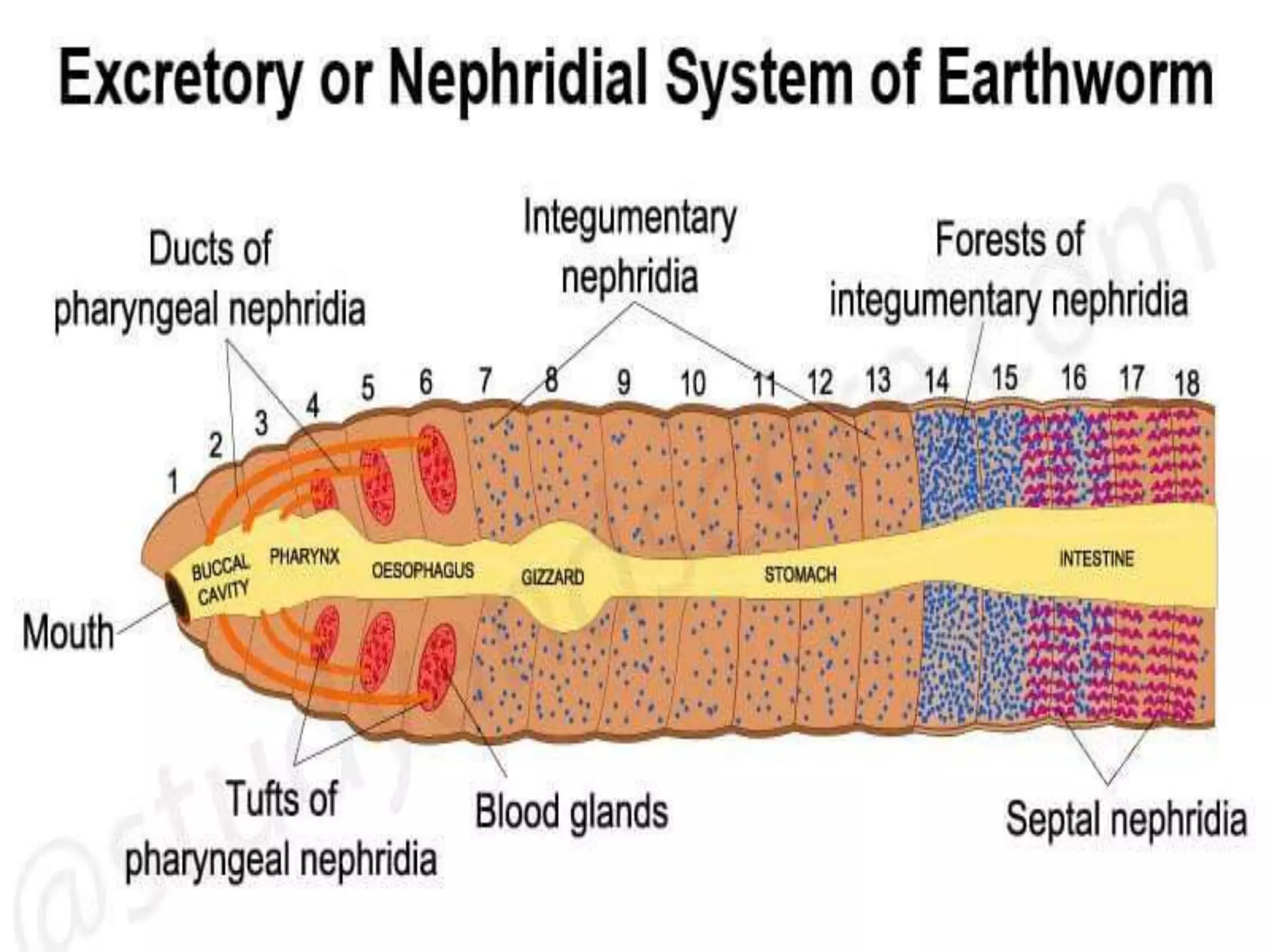 EXCRETORY SYSTEM OF EARTWORM PPT.pptx