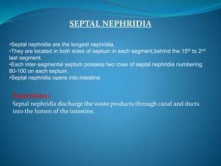 EXCRETORY SYSTEM OF EARTWORM PPT.pptx