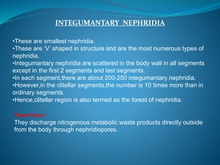 EXCRETORY SYSTEM OF EARTWORM PPT.pptx