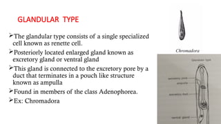 EXCRETORY SYSTEM OF NEMATODES in nematology.pptx