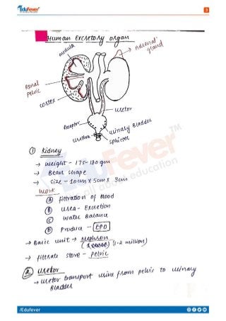 Excretory System - Biology Handwritten Notes