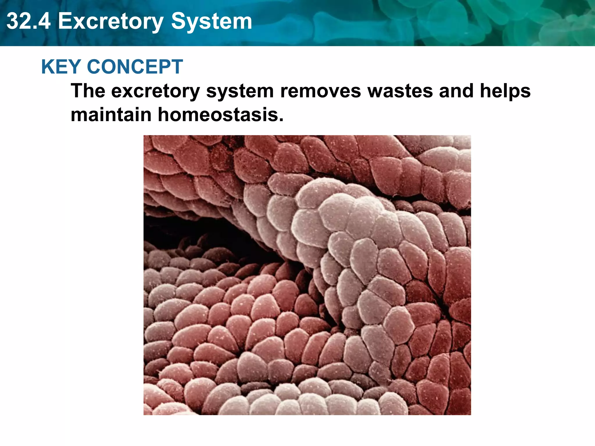 excretory_system_powerpoint.ppt