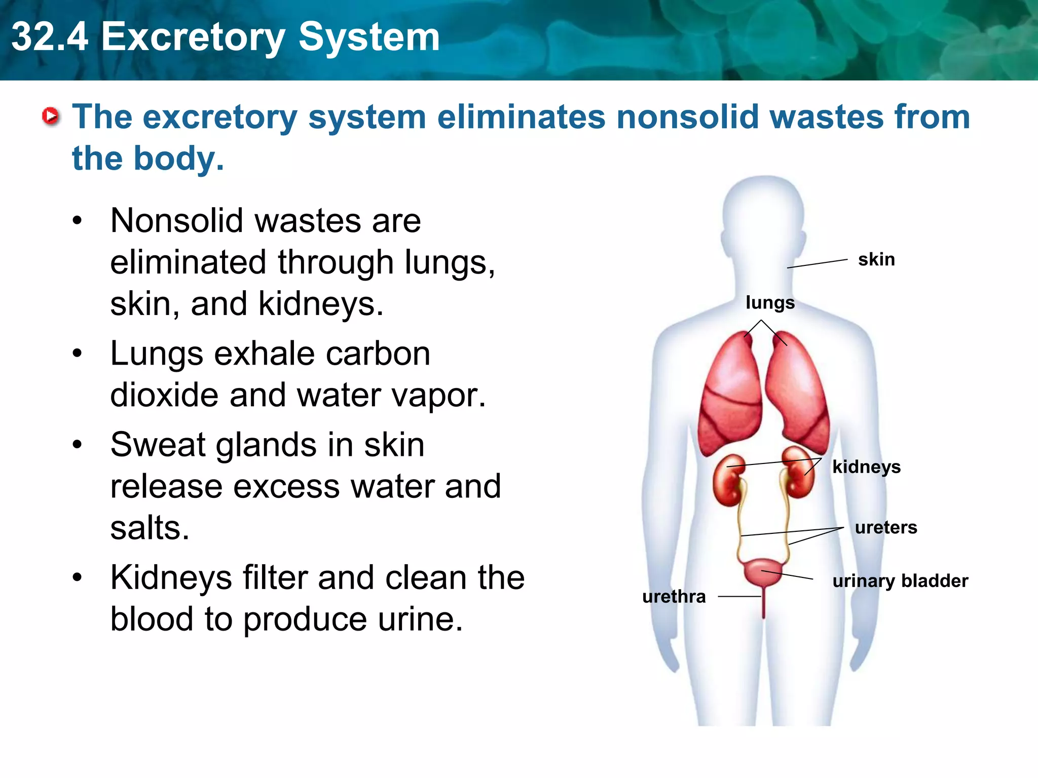 excretory_system_powerpoint.ppt