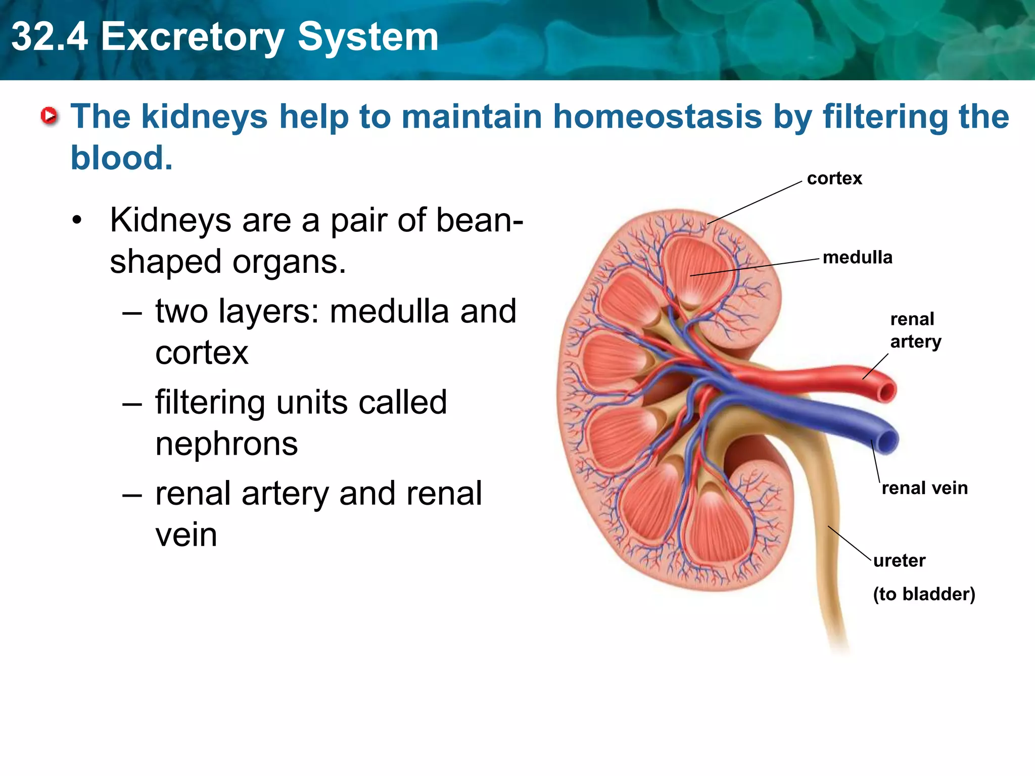 excretory_system_powerpoint.ppt