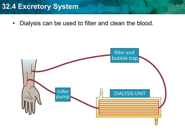 excretory_system_powerpoint.ppt