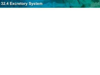 excretory_system_powerpoint.ppt