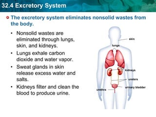excretory_system_powerpoint.ppt