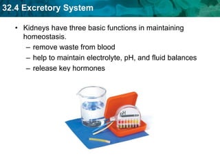 excretory_system_powerpoint.ppt