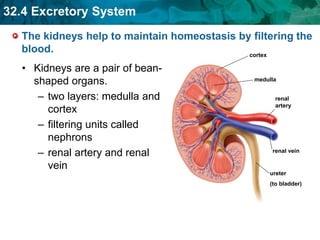 excretory_system_powerpoint.ppt