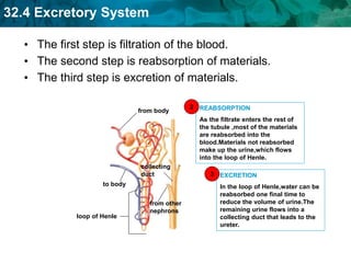 excretory_system_powerpoint.ppt