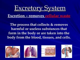 Excretory system | PPT