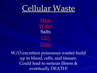 Excretory system | PPT