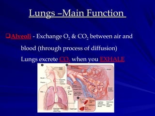 Excretory system | PPT