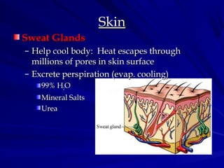 Excretory system | PPT