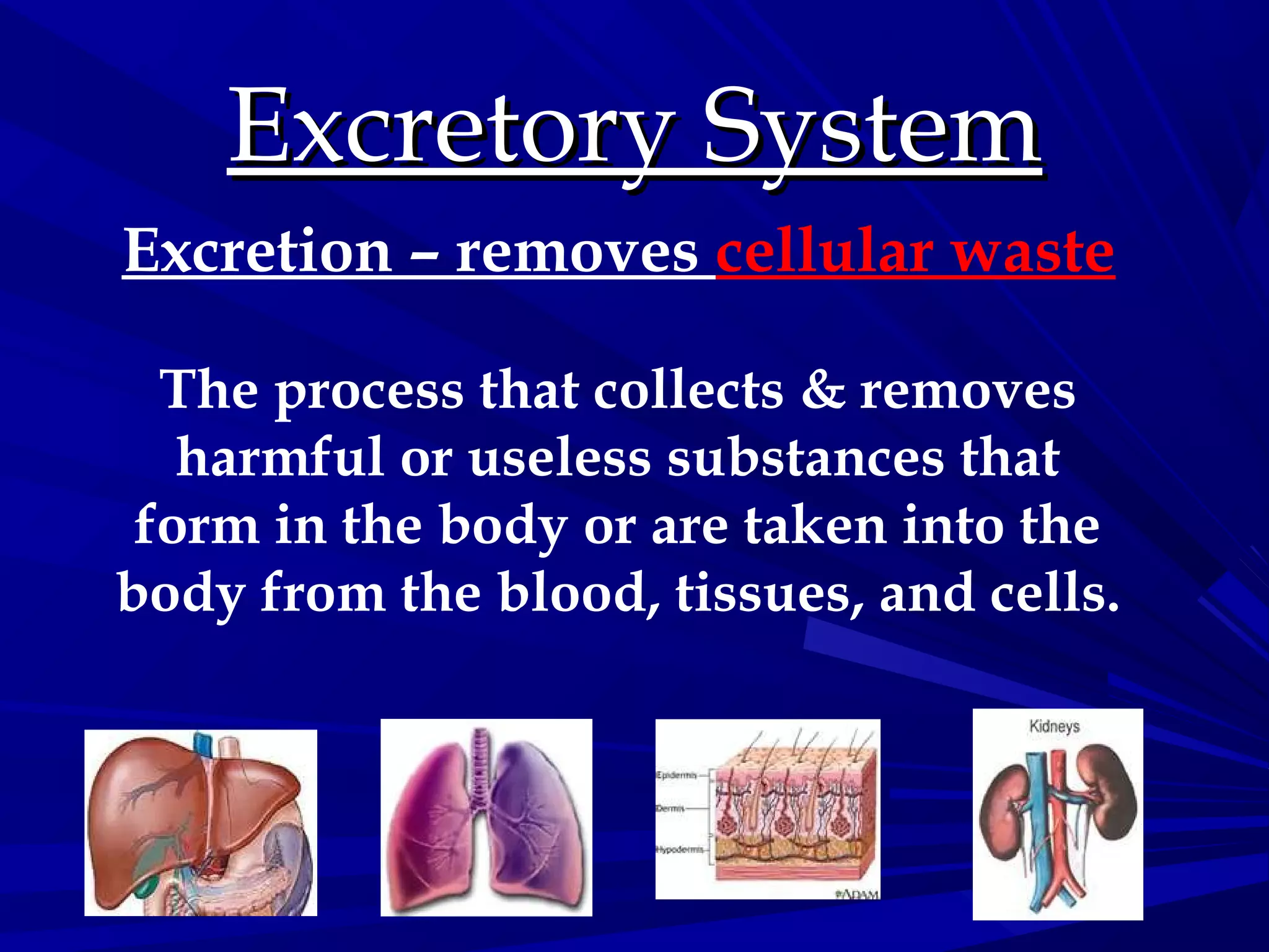 Human Excretory System (lungs, kidney) | PPT | Lung and Respiratory ...