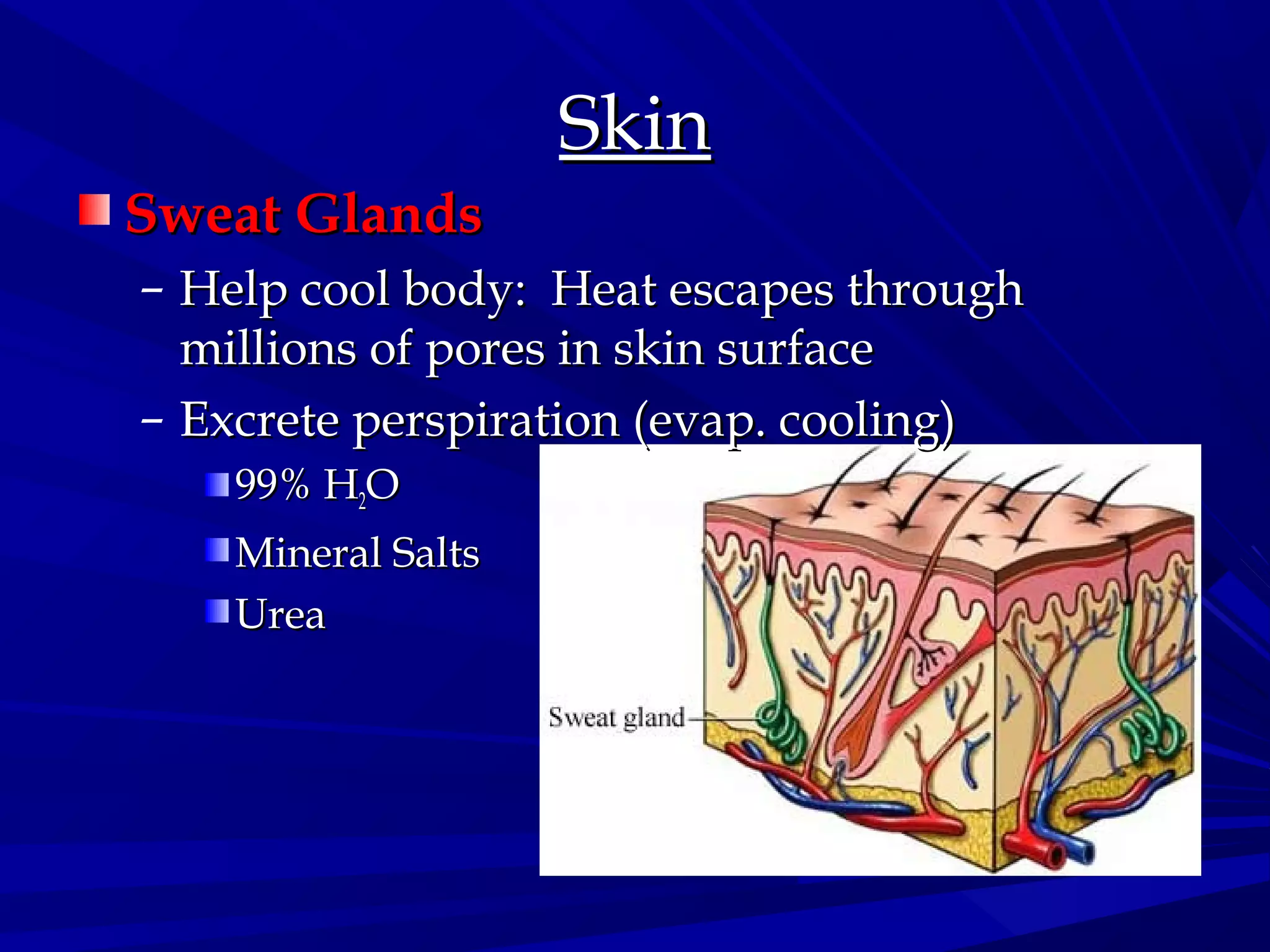 Human Excretory System (lungs, kidney) | PPT
