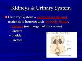 Human Excretory System (lungs, kidney) | PPT | Lung and Respiratory ...