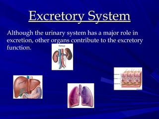 Human Excretory System (lungs, kidney) | PPT