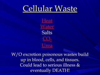 Human Excretory System (lungs, kidney) | PPT
