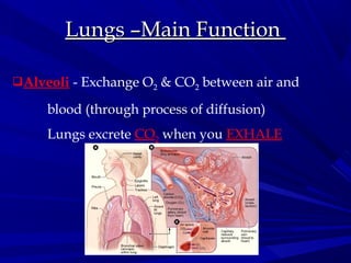 Human Excretory System (lungs, kidney) | PPT