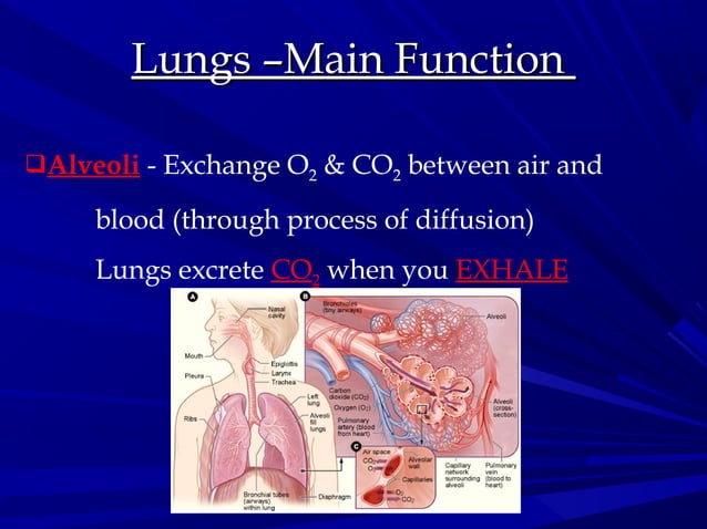 Human Excretory System (lungs, kidney) | PPT | Lung and Respiratory ...
