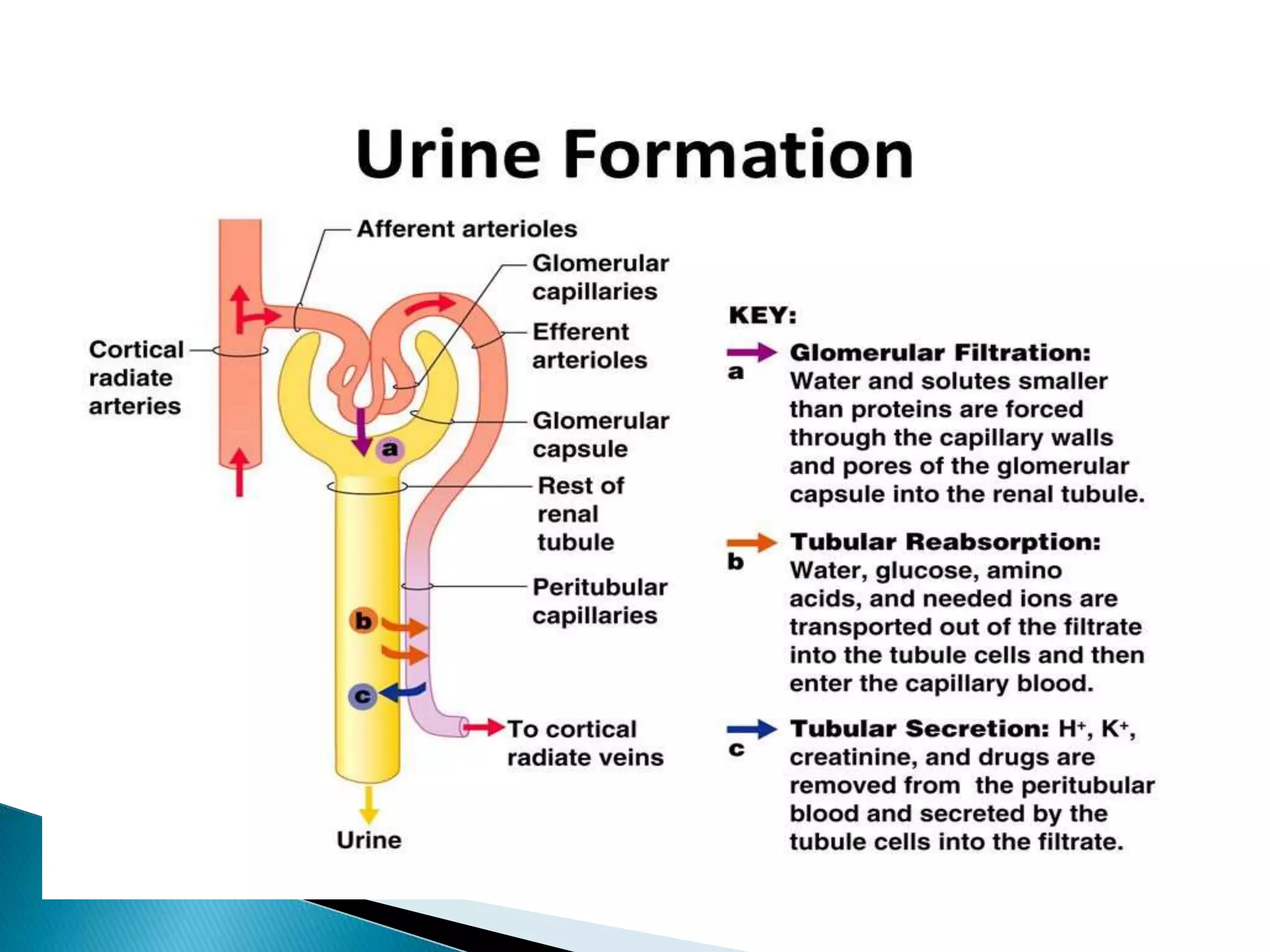Excretory system ppt | PPTX | Chemistry | Science