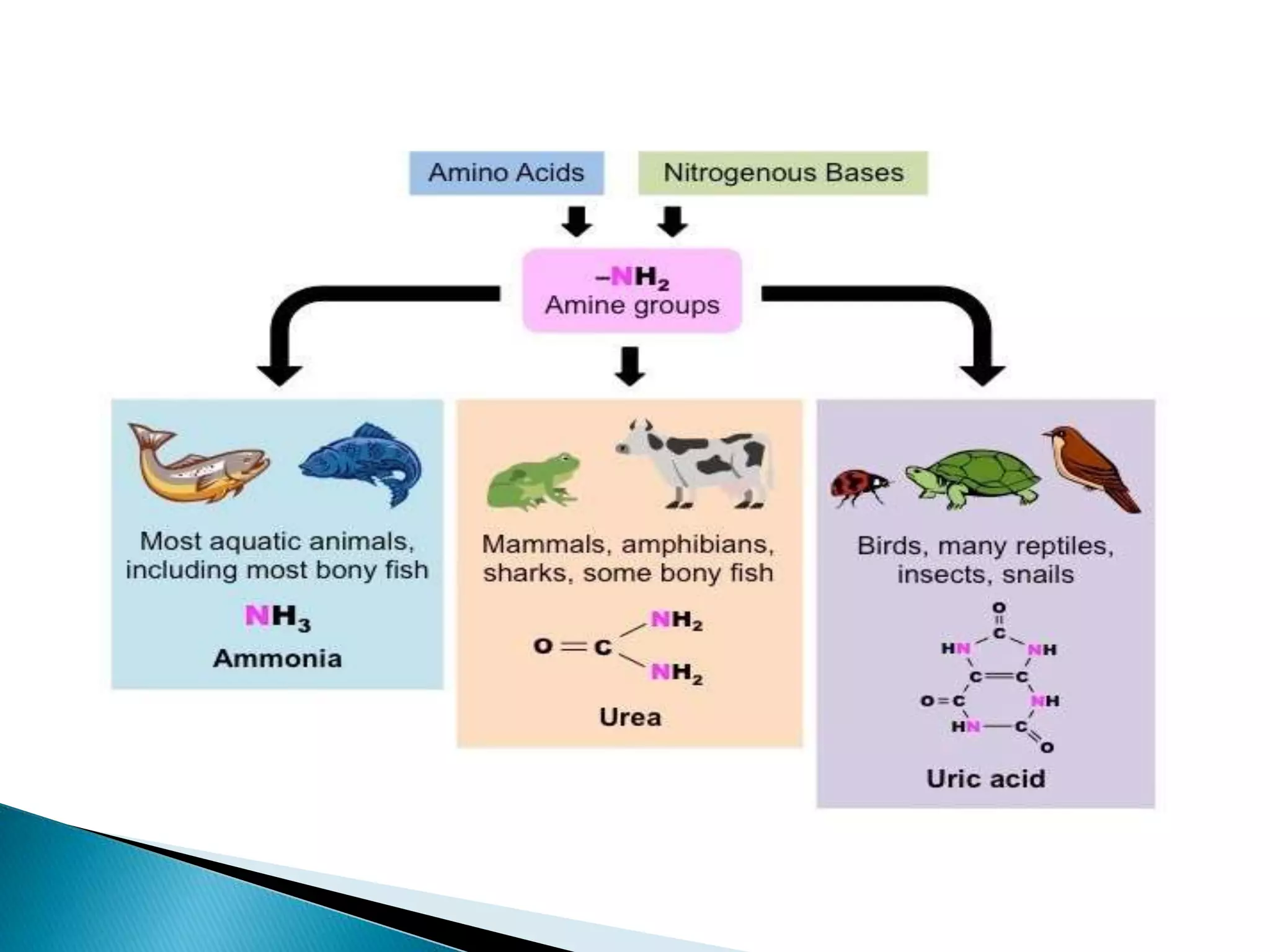 Excretory system ppt | PPTX | Chemistry | Science