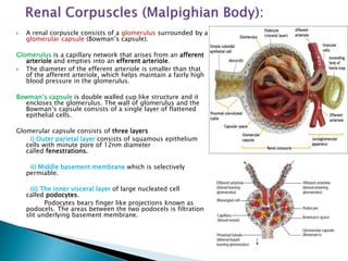 Excretory system ppt | PPTX | Chemistry | Science