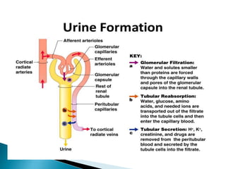 Excretory system ppt | PPT