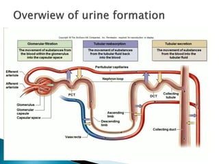 Excretory system ppt | PPT